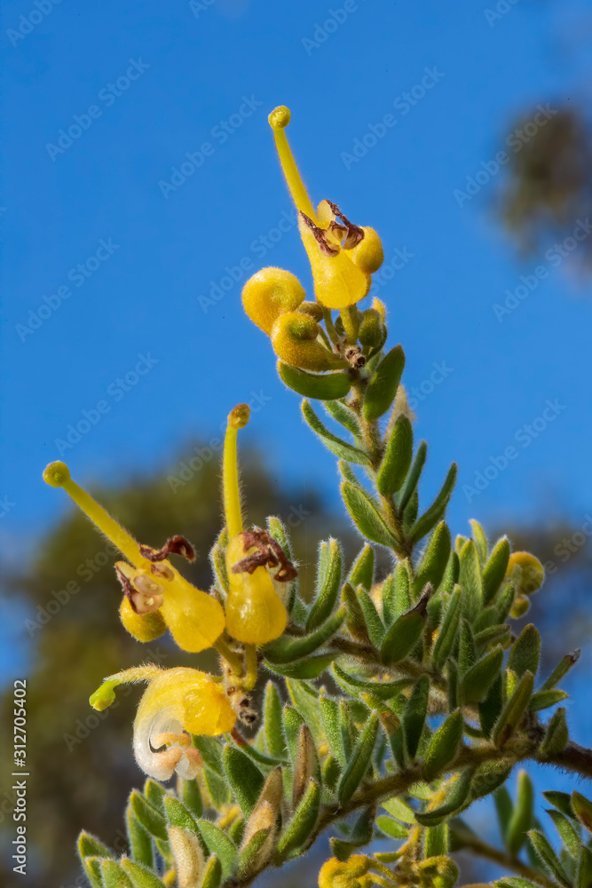The Australian flowering shrub Cat's Claw Grevillea (Grevillea alpina ...