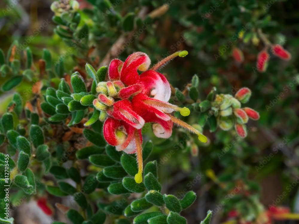 Foto Stock The Australian flowering shrub Cat's Claw Grevillea ...