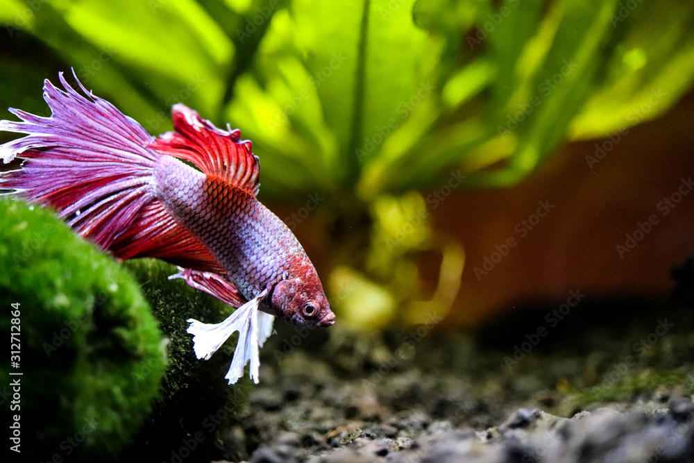 Betta fish swimming in aquarium Stock Photo | Adobe Stock