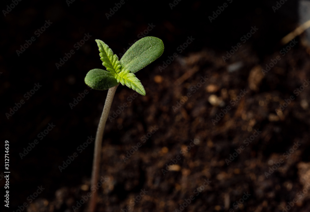 Baby Marijuana Stem