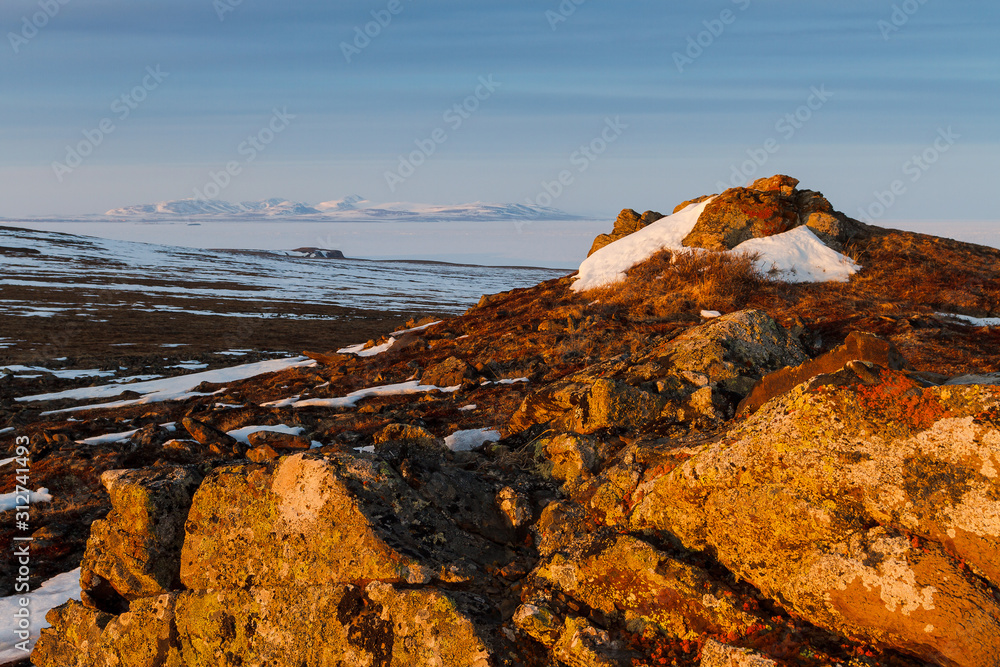 Arctic Tundra Spring