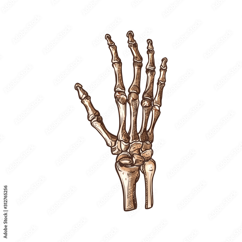 Carpal bones isolated human wrist skeleton sketch. Vector carpus ...