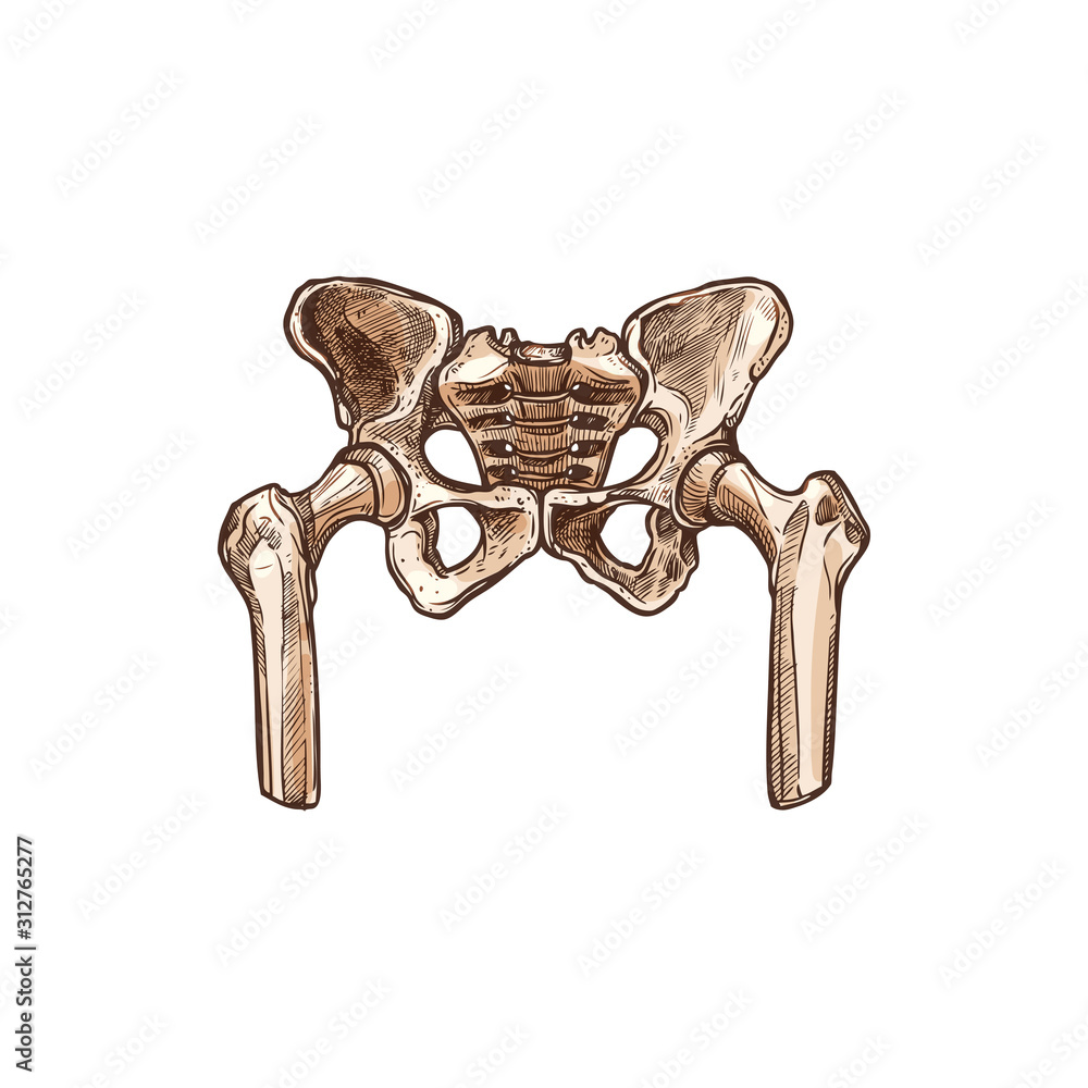 Pelvic hip skeleton isolated pelvis bones. Vector lower part of trunk ...
