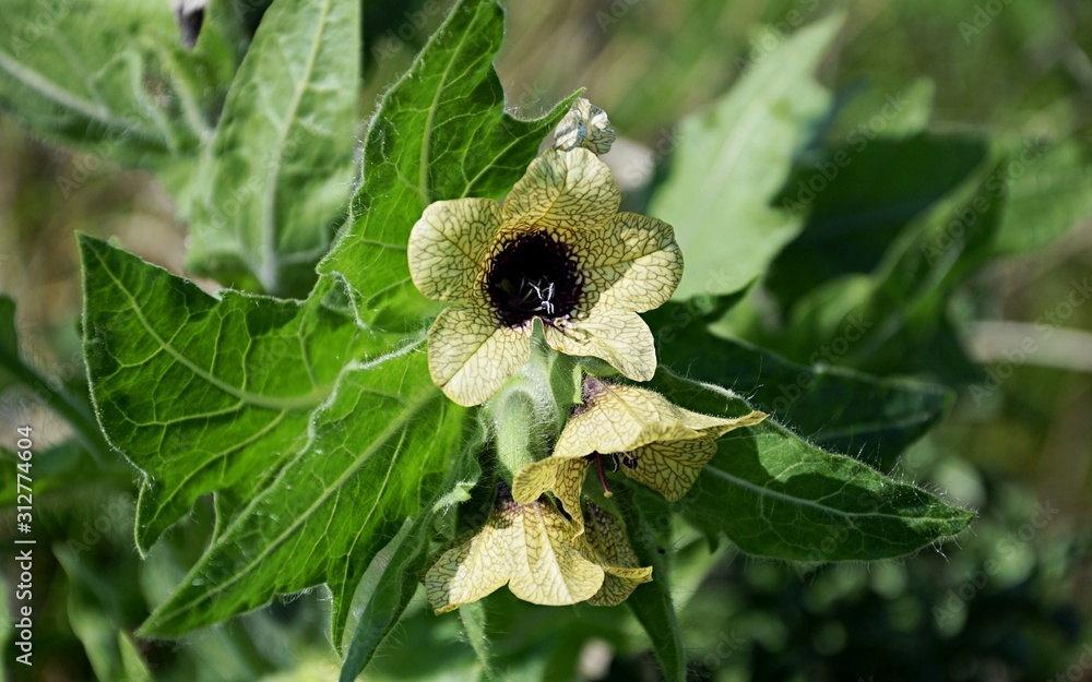 Hyoscyamus niger flower. Poisonous plant with yellow flower. Black ...