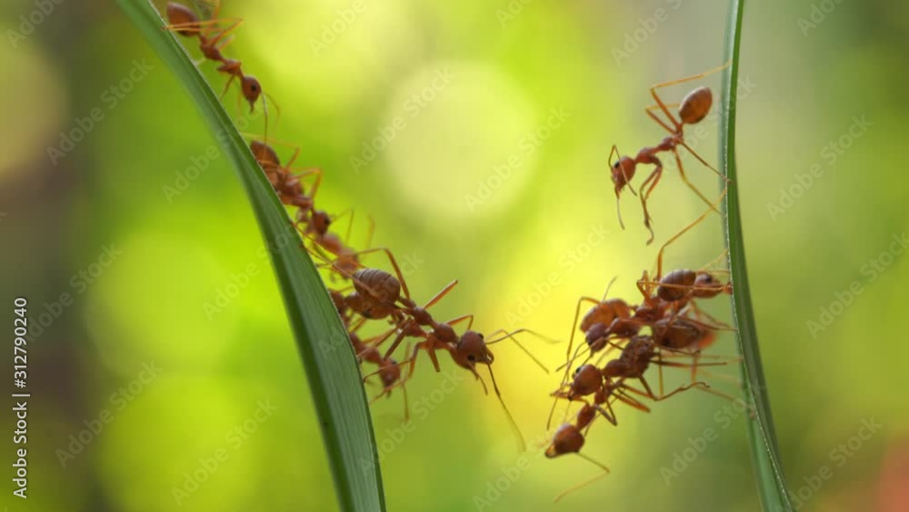 Ant action standing.Ant bridge unity team,Concept team work together ...