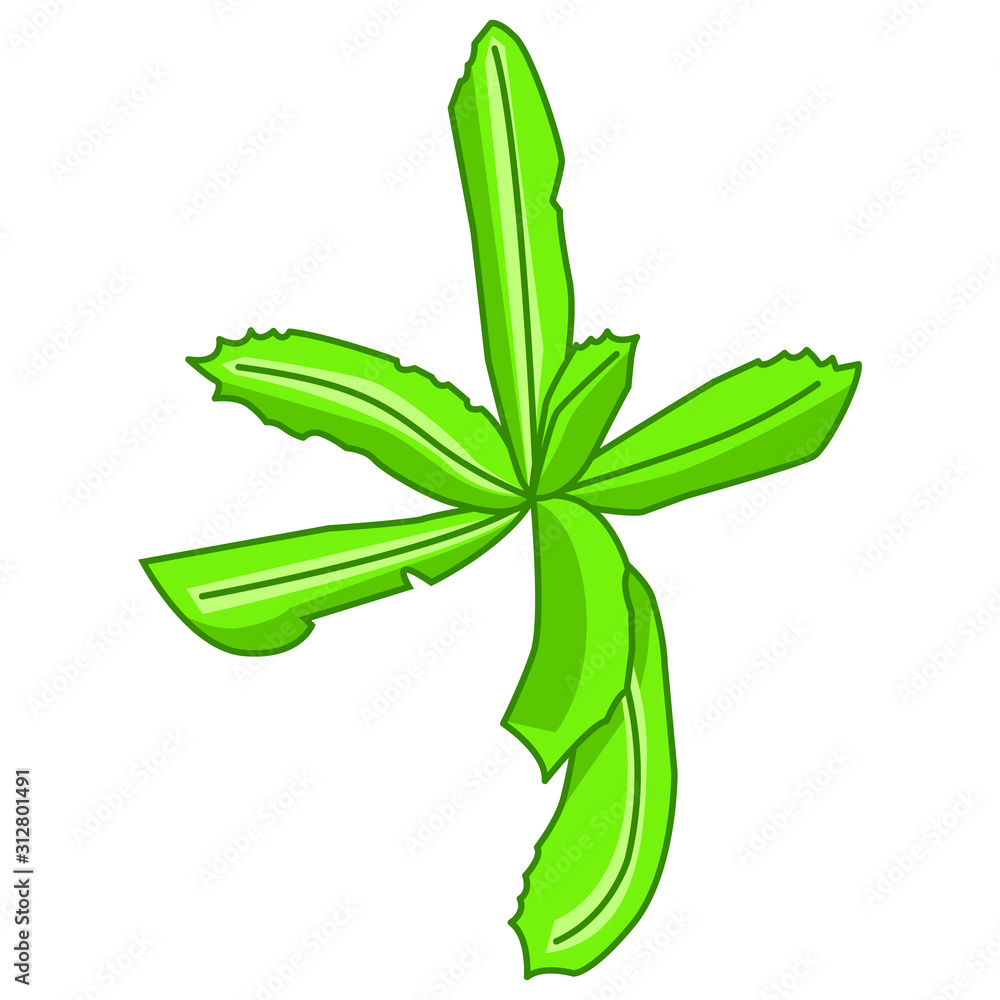 Culantro (Recao) Stock Vector | Adobe Stock