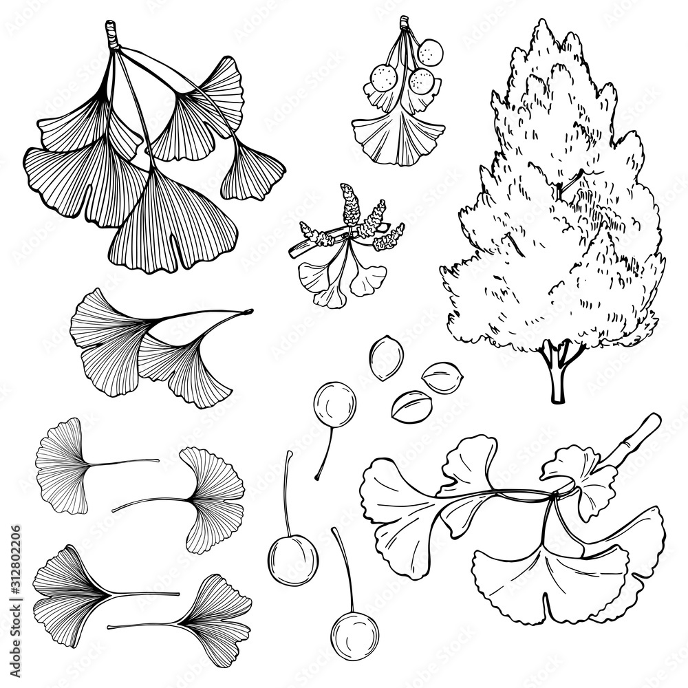 Hand drawn ginkgo tree. Leaves and fruits. Vector sketch illustration ...