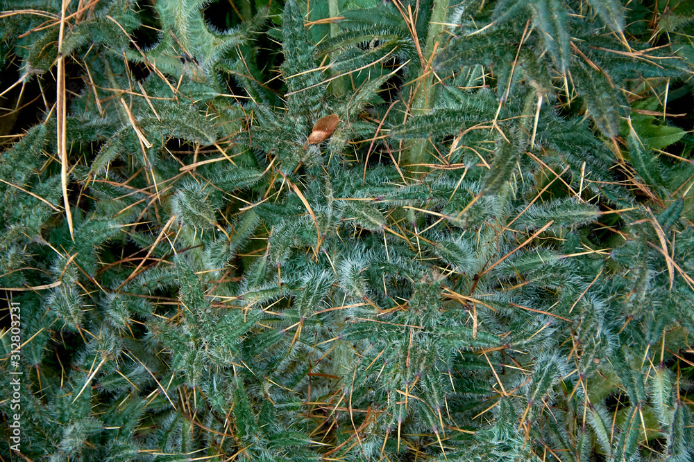 green spike texture Stock Photo | Adobe Stock