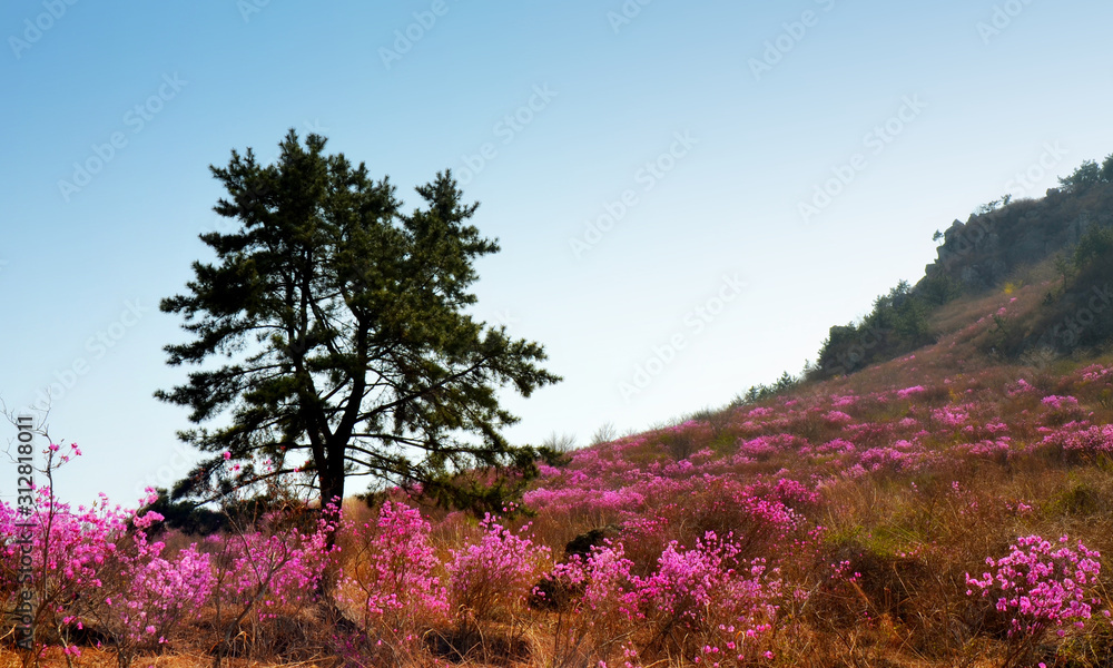 Rhododendron schlippenbachii, the royal azalea, is a plant native to ...