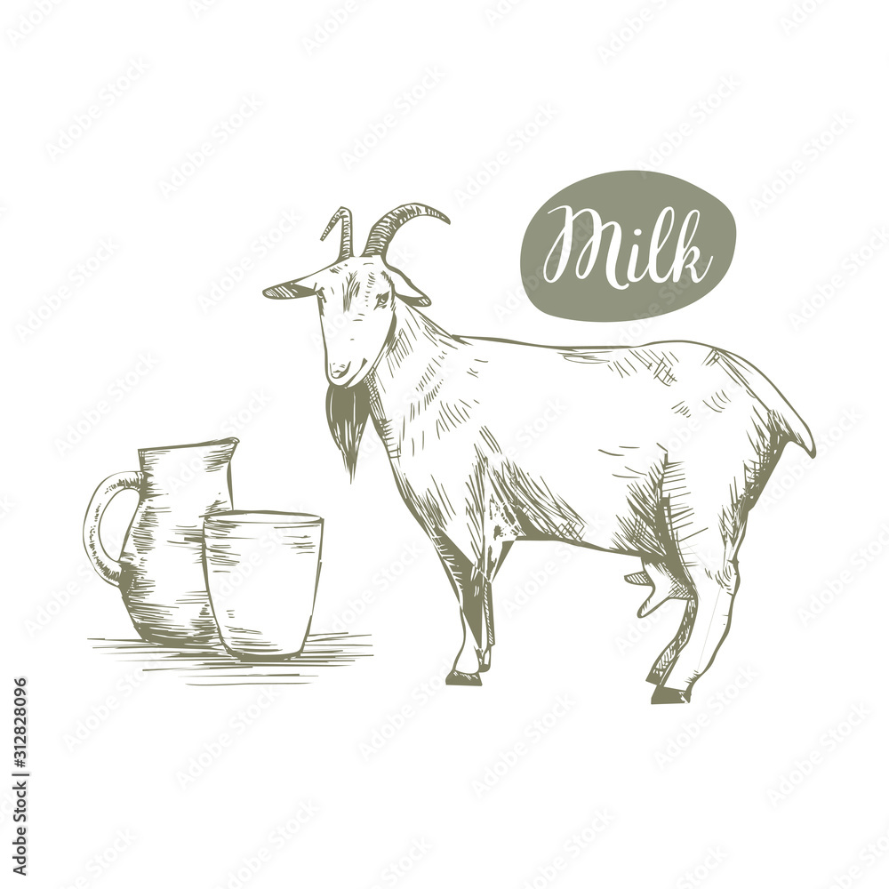 Animal goat on a white background. Hand drawing. Goat's milk in a mug ...