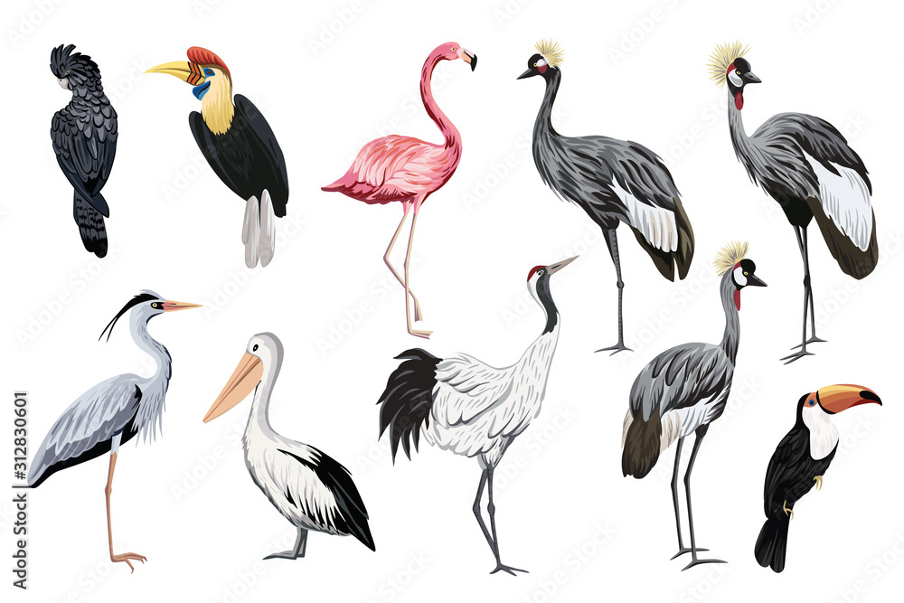 Tropical vintage wild birds clip art. Crane, toucan, flamingo, parrot ...