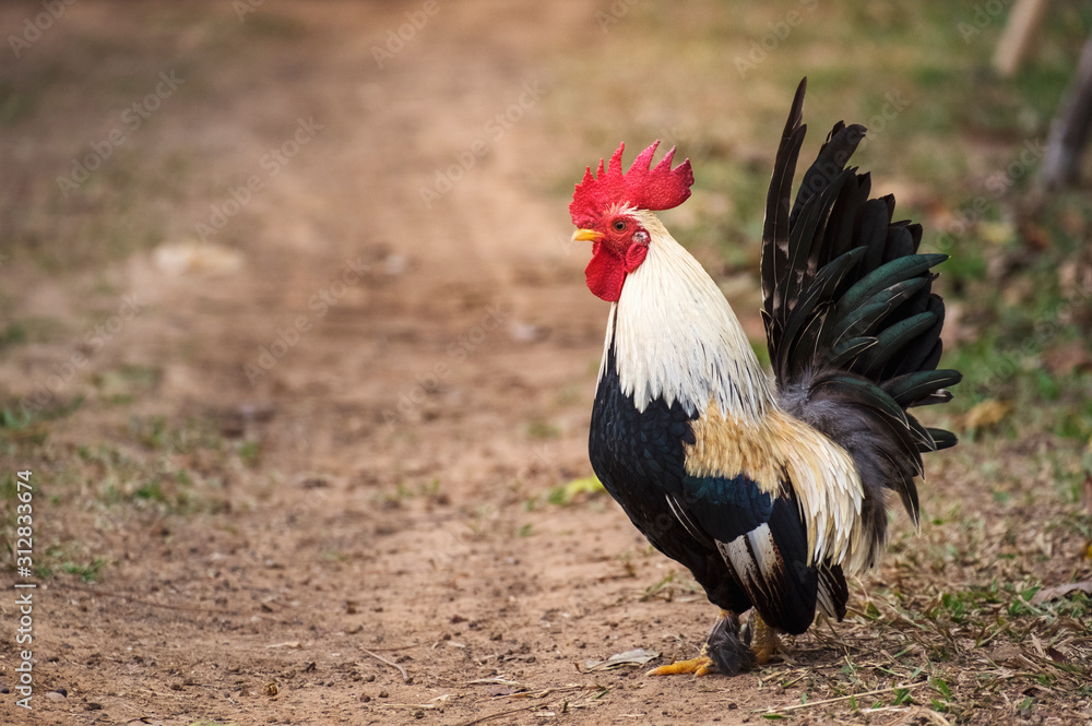 Bantam on the farm with a blurred background Stock Photo | Adobe Stock
