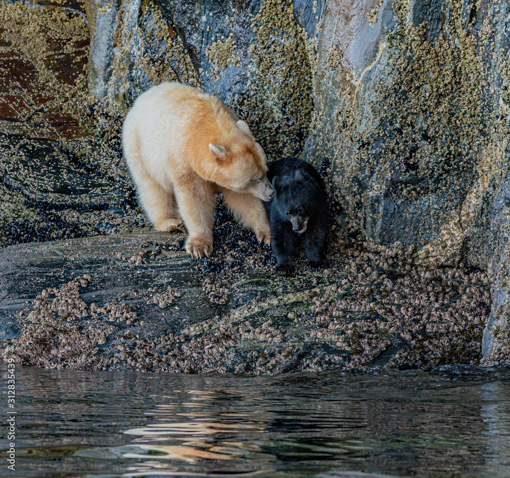 Touching Spirit Bear Island