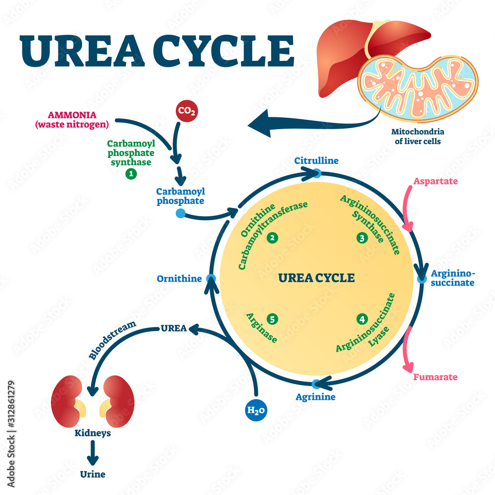 Urea Cycle Vector Illustration Labeled Educational Ornithine Explanation Stock Vector Adobe