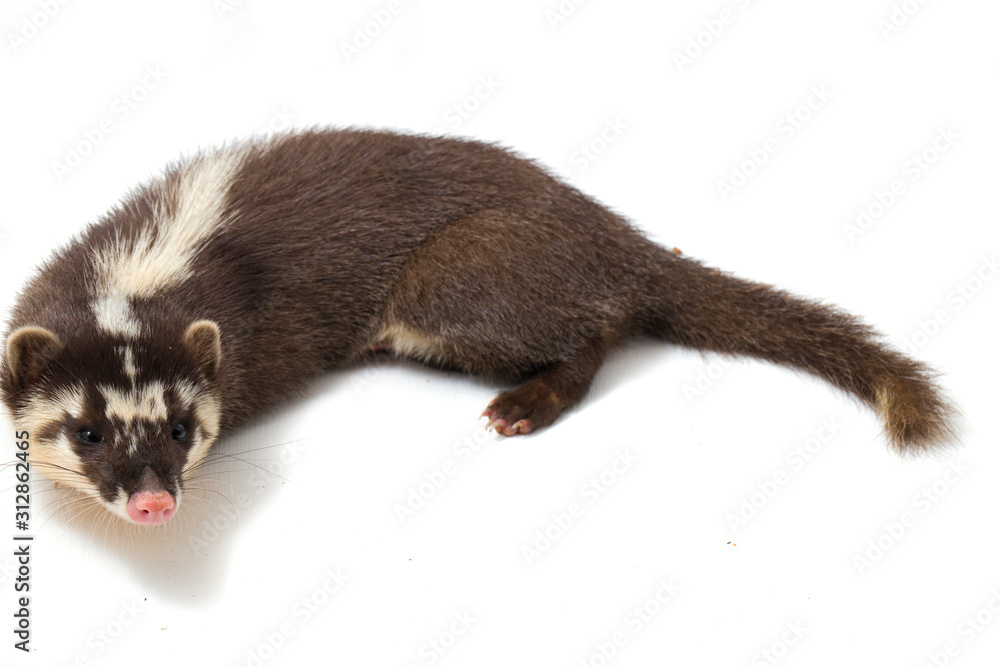 The Javan ferret-badger (Melogale orientalis) is a mustelid endemic to ...