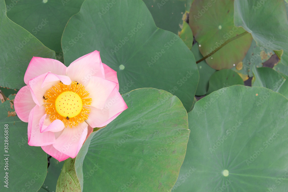 The pink lotus flower in nature background, flower and leaf texture ...