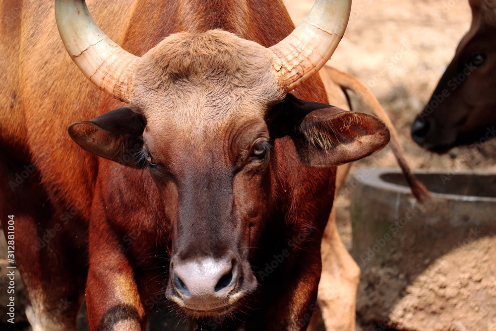 Red bison or gaur in western ghats south India Stock Photo | Adobe Stock