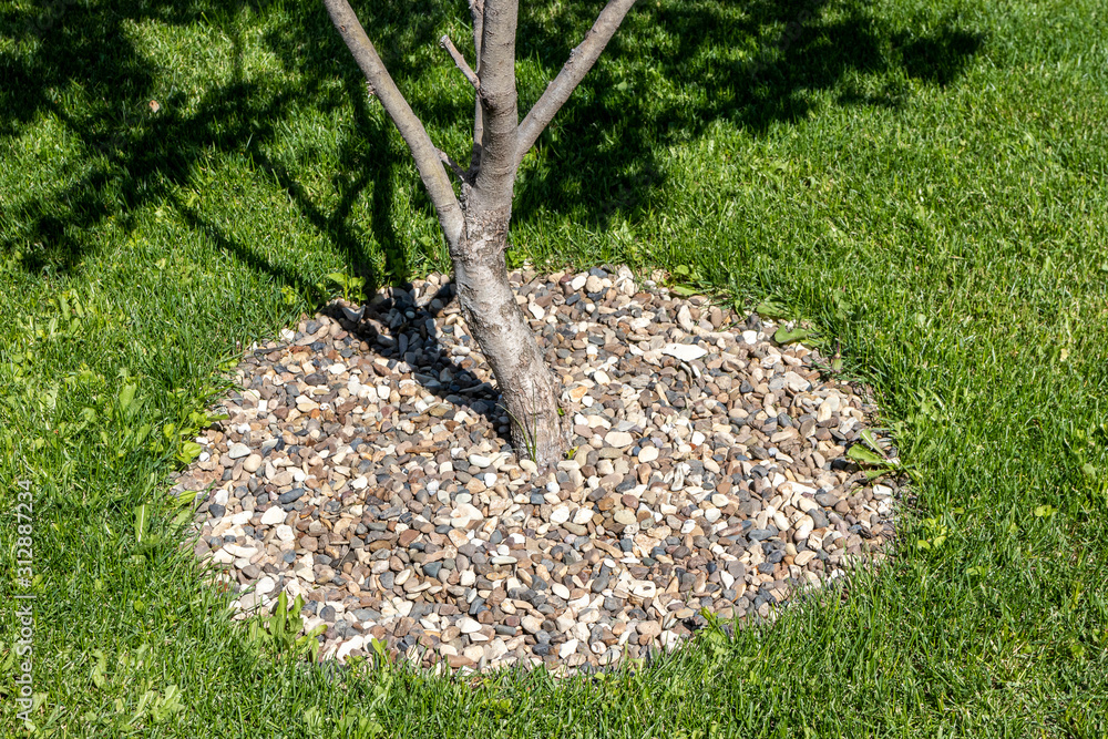 River gravel mulch tree ring around a cultivar apple tree amid a mown ...