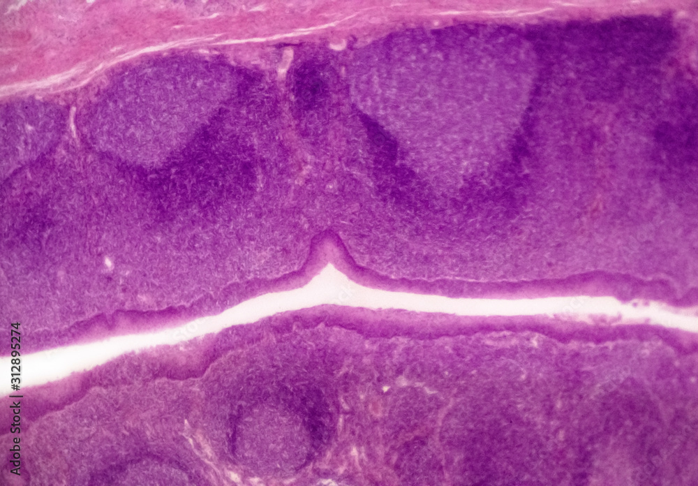 Palatine tonsil cross-section of a domestic cat (Felis catus Linnaeus ...