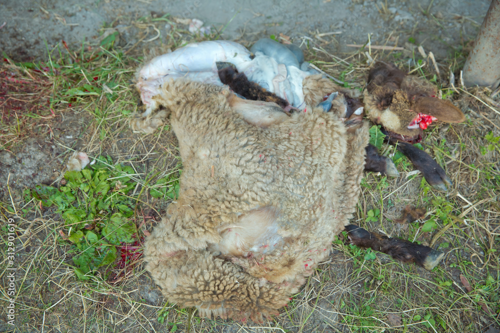 The dirty peeled sheep skins that were peeled off were thrown to the ...