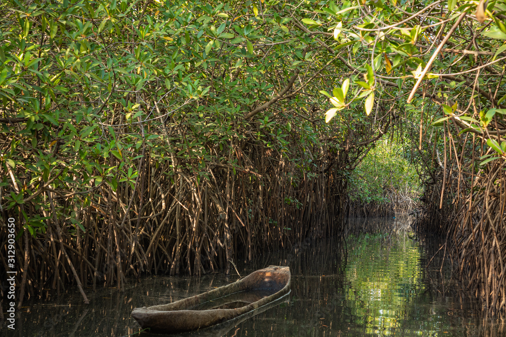 Gambia Mangroves. Green mangrove trees in forest. Gambia. Stock Photo ...