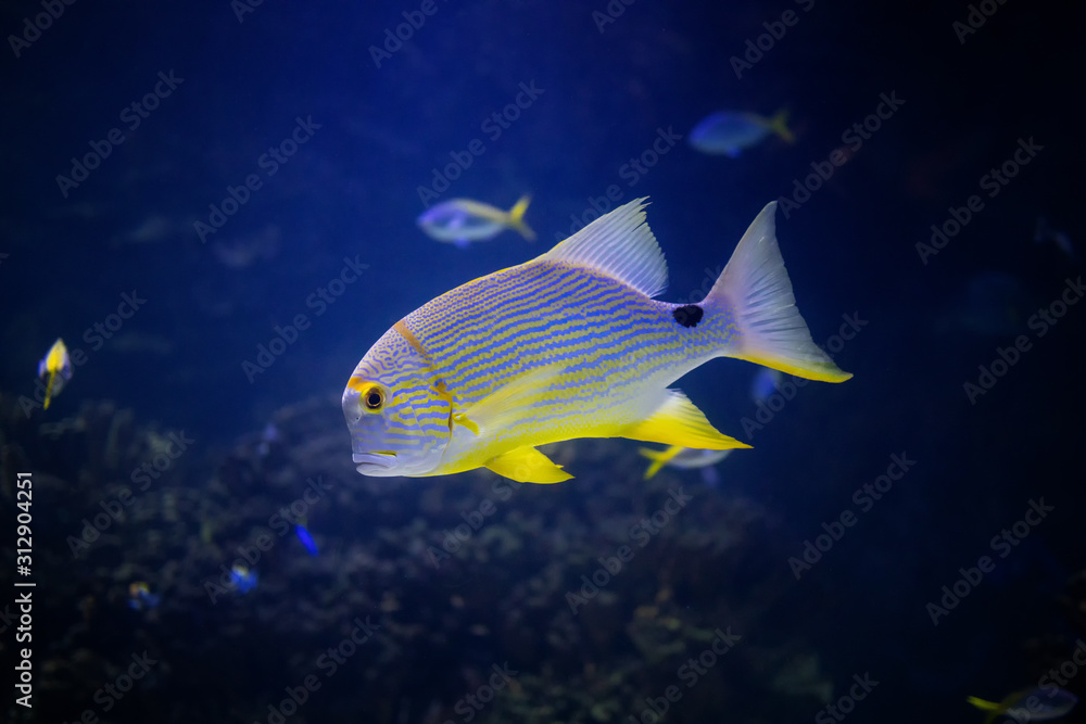 The sailfin snapper fish at the Oceanografic aquarium in Valencia ...