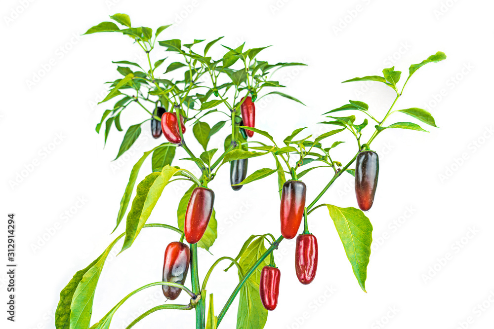 Organic jalapeño (Capsicum annuum) peppers on a jalapeno plant. Close ...