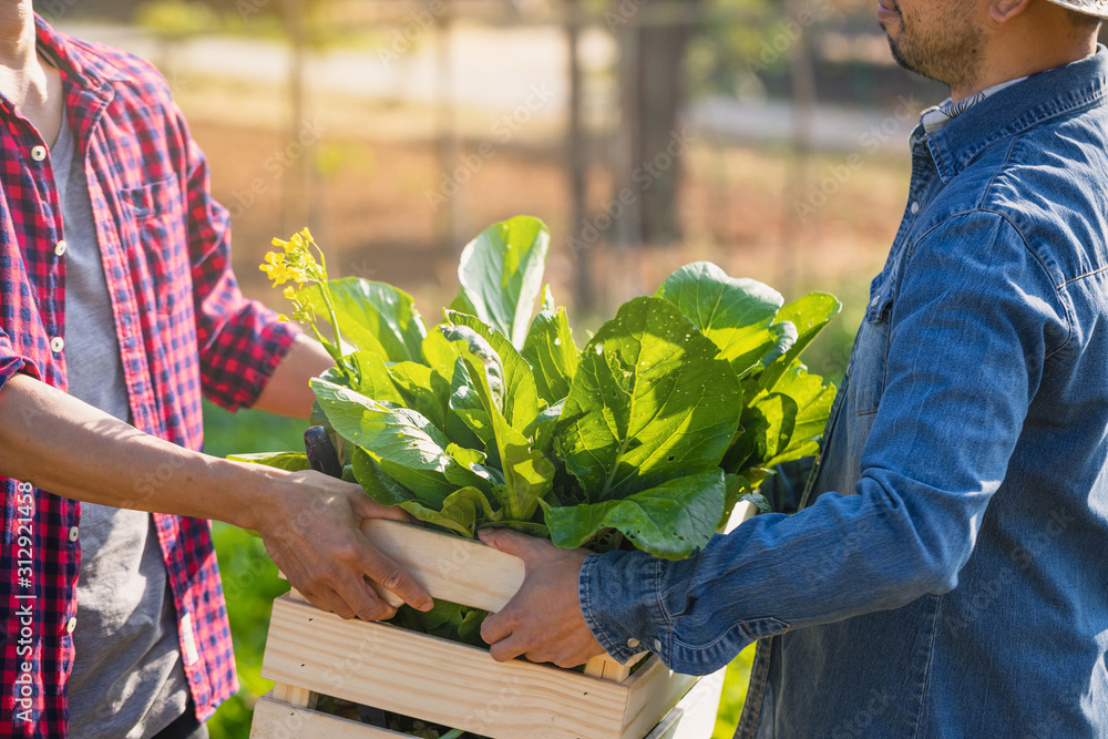 Farmer, Owner organic vegetable farm in the greenhouse inspects the ...