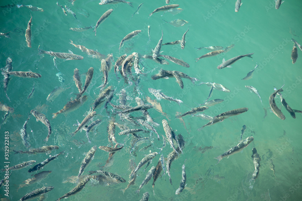 Shoal of fish in seawater, many sea fishes top view, fry in the sea ...