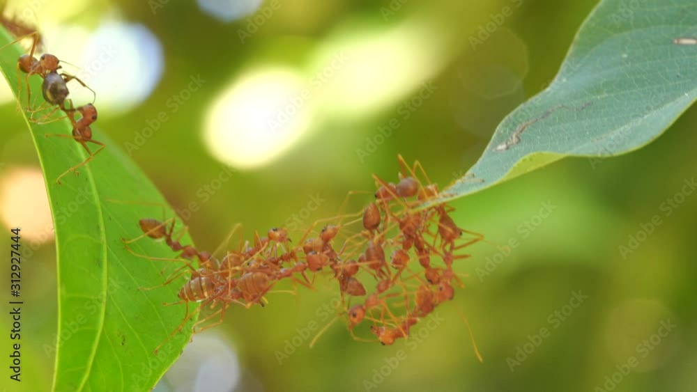 Ant action standing.Ant bridge unity team,Concept team work together ...