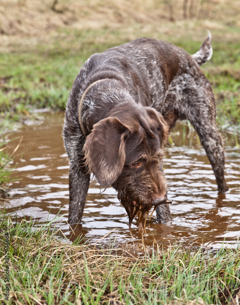 Dog breed Drathaar German Wirehaired pointer looks into a puddle like a ...