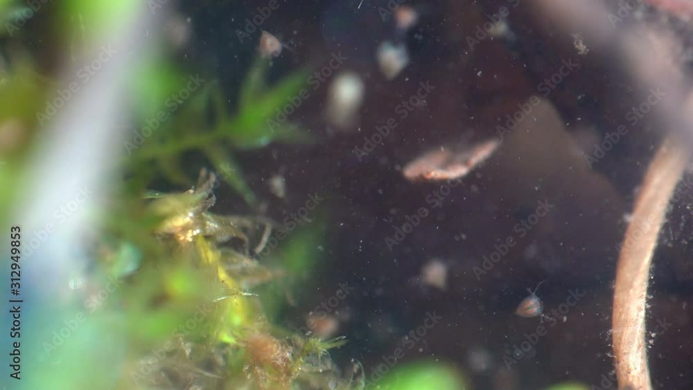 Daphnia magna moving fast creating Chaos, is small planktonic ...