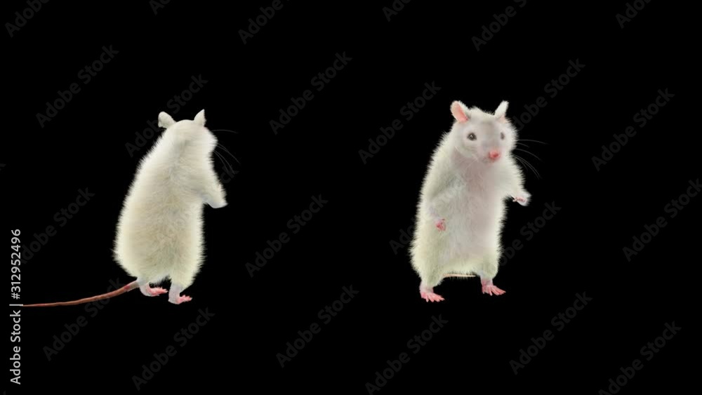 Rat Dance CG fur 3d rendering animal realistic CGI VFX composition 3d ...