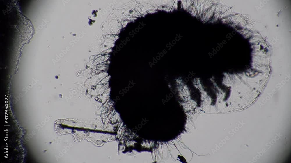 Larva of a domestic parasite The drugstore beetle infecting food. The ...