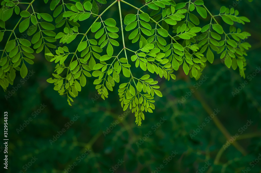 Moringa tree leaf background Stock Photo | Adobe Stock