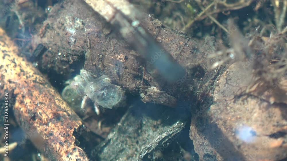 Under water, in forest swamp, rotten leaves, insect skin and Daphnia ...