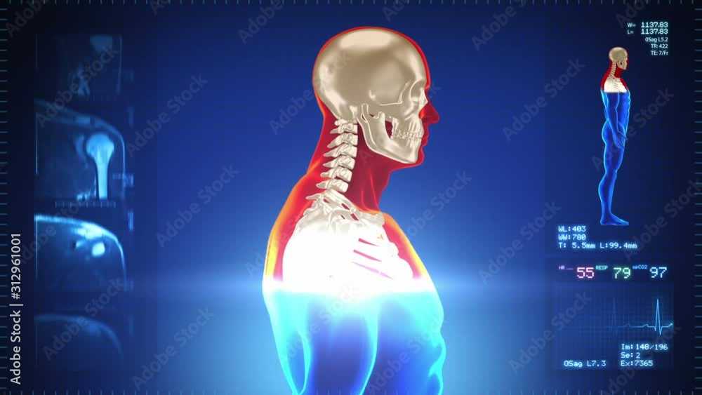 Detailed human body turning. Skeleton. Loopable. Red/white. Blue ...