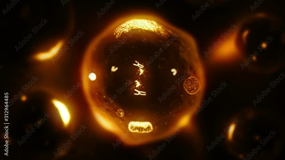 Stages of mitosis. Biology background. Orange. Human and animal cells ...