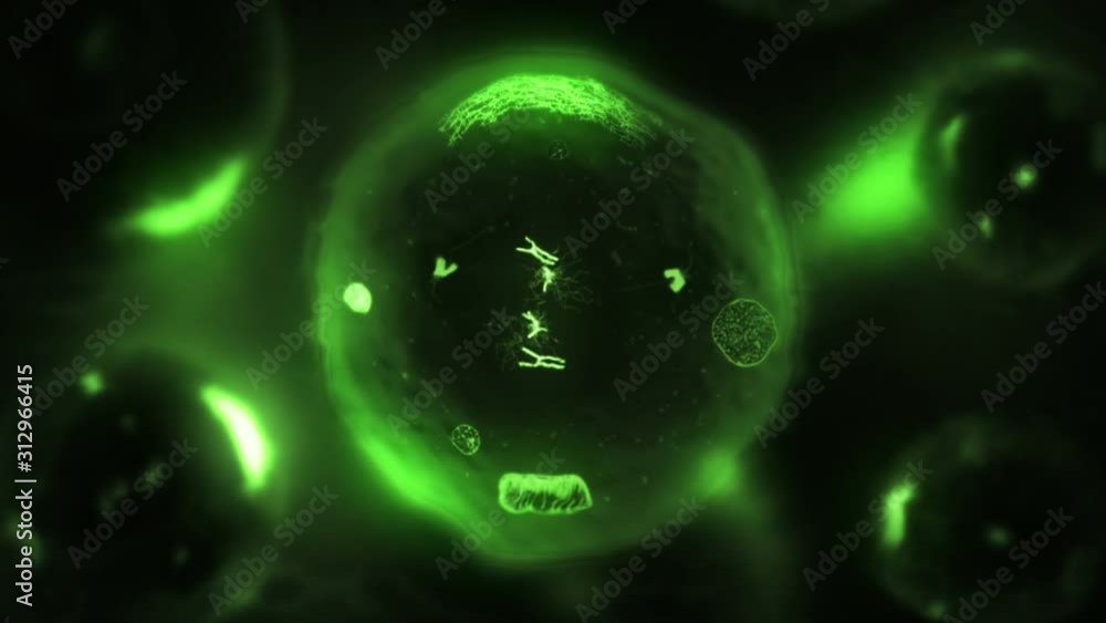 Stages of mitosis. Biology background. Green and black. Human and ...