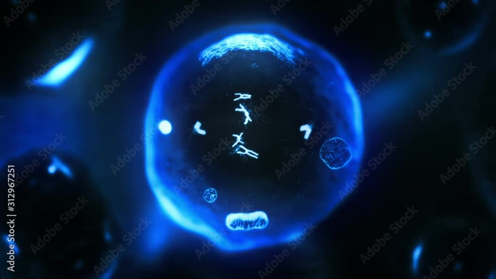 Stages of mitosis. Loopable. Biology background. Blue and black. Human ...