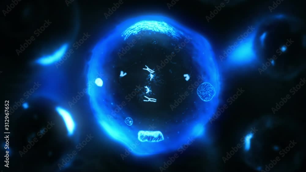 Stages of mitosis. Biology background. Blue and black. Human and animal ...