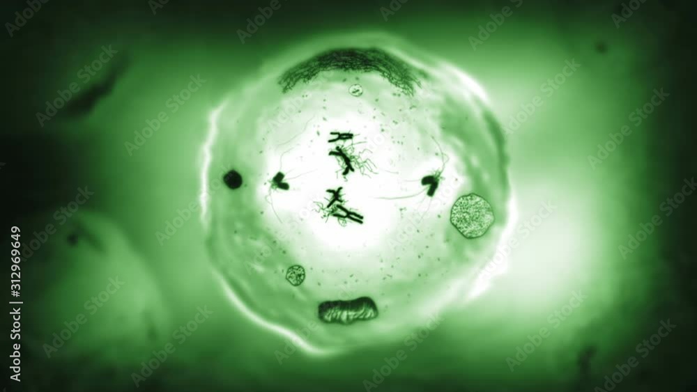 Stages of mitosis. Loopable. Biology background. Green. Human and ...