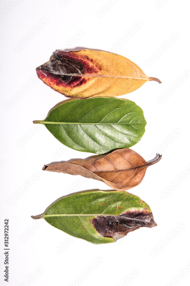 grupo de 4 hojas, con diferentes texturas y colores, verde, cafe ...