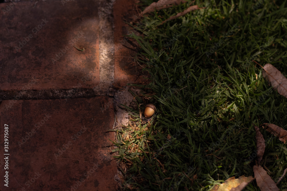 Acorn lying on the ground in the middle of grass and a brick floor on ...