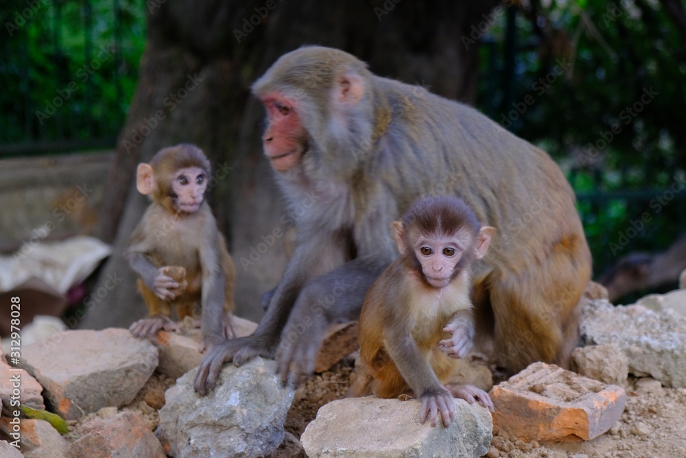 Family of monkey makak rezus (macaca mulatta) next to stairs to ...