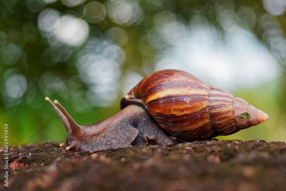 Giant African Land Snail Achatina Fulica Large Land Snail In