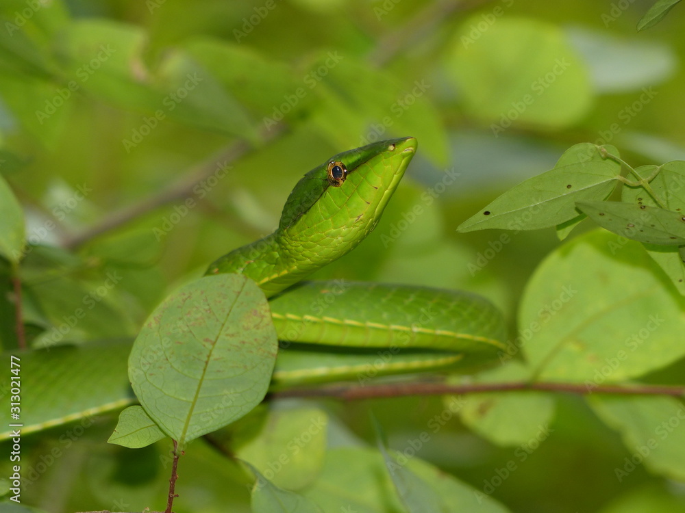 Oxybelis fulgidus, Colubridae family, commonly known as the green vine ...