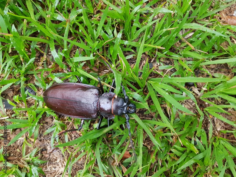 Titan beetle (Titanus giganteus) Cerambycidae family. Location: Near ...