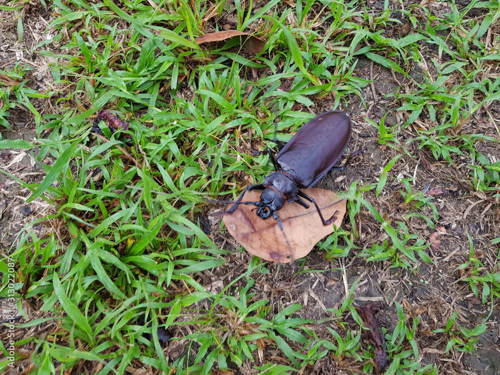 Titan beetle (Titanus giganteus) Cerambycidae family. Location: Near ...