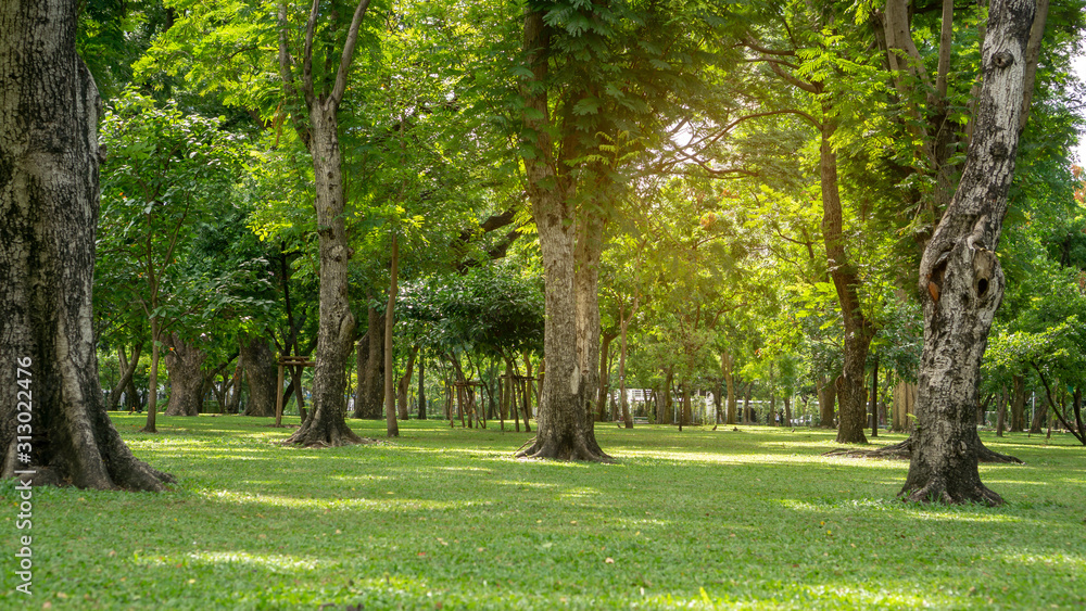 Group of greenery trees in a smooth green grass lawn in good care ...